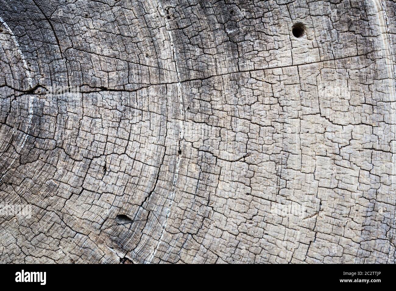 Closeup dry tree saw cut. Old dead tree texture Stock Photo - Alamy