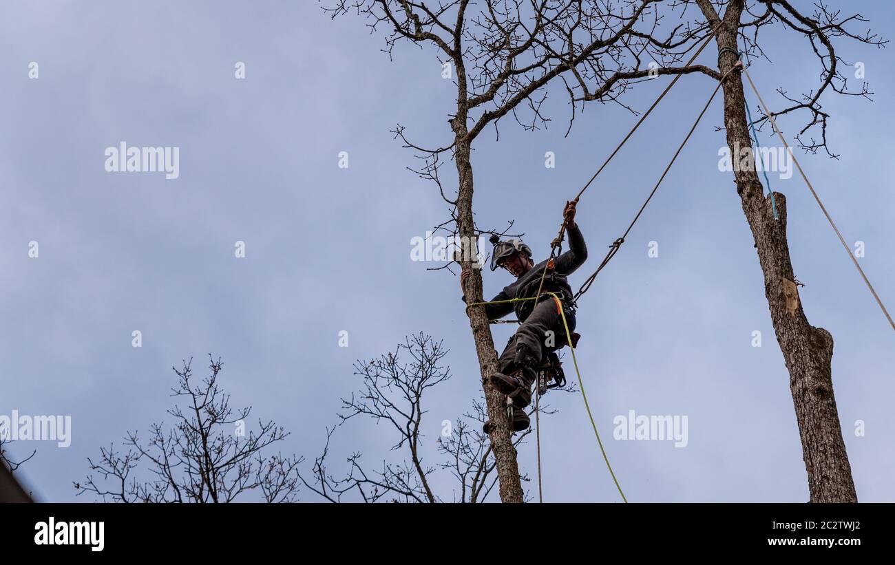 Tree surgeon hanging from rope hi-res stock photography and images - Alamy