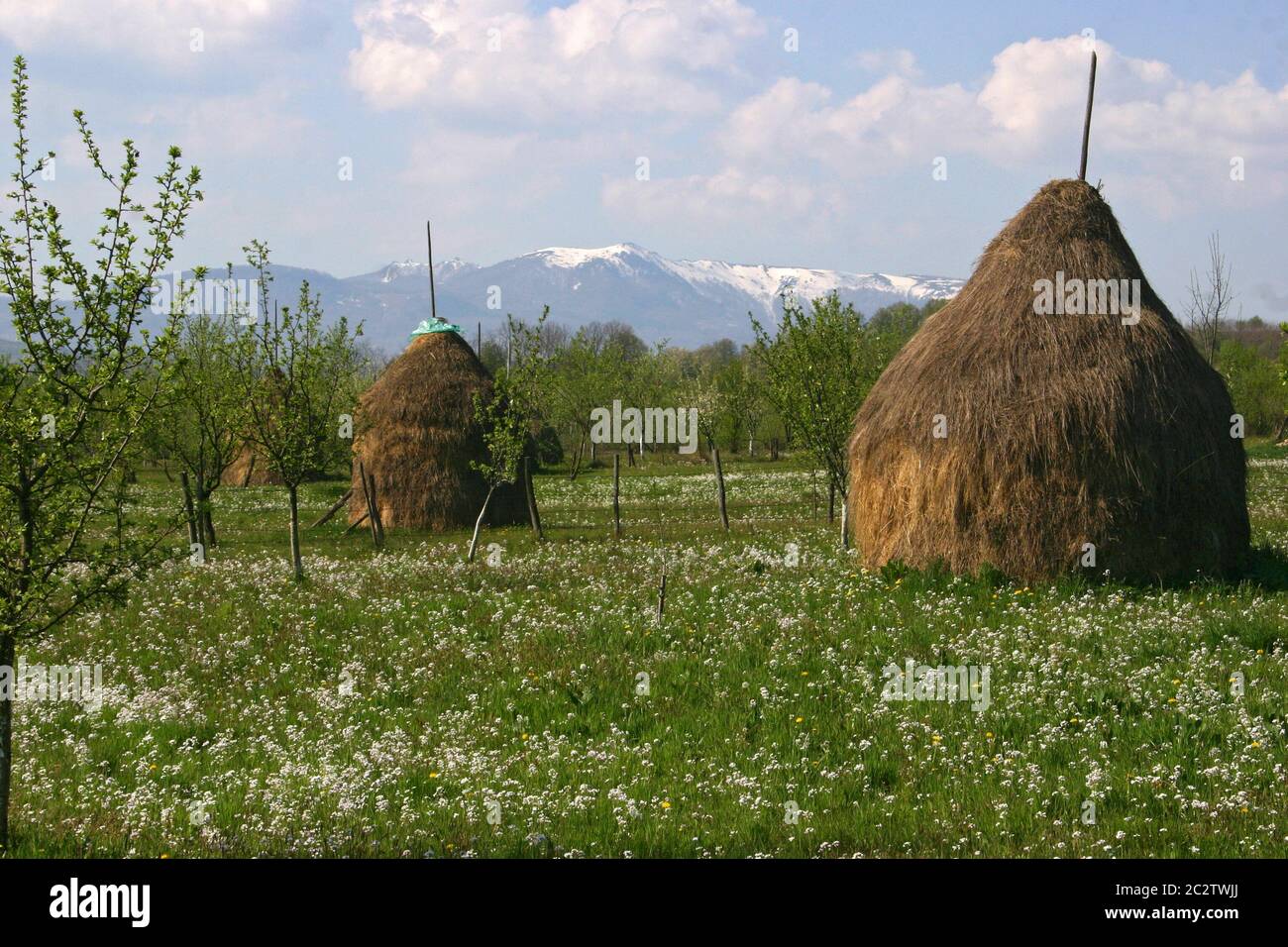 Spring landscape in Maramures, Romania. Haystacks in a meadow covered ...