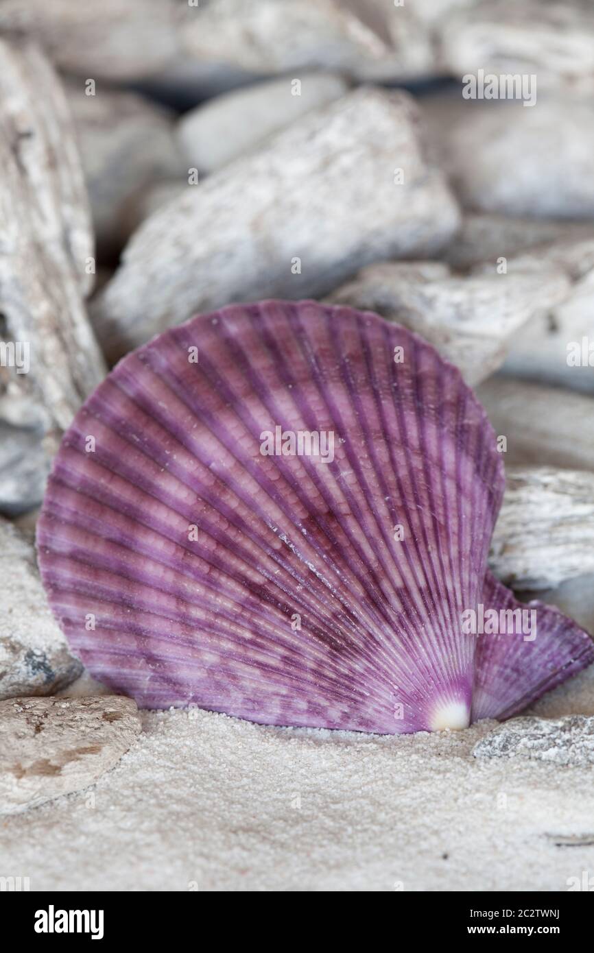 Purple seashell hi-res stock photography and images - Alamy