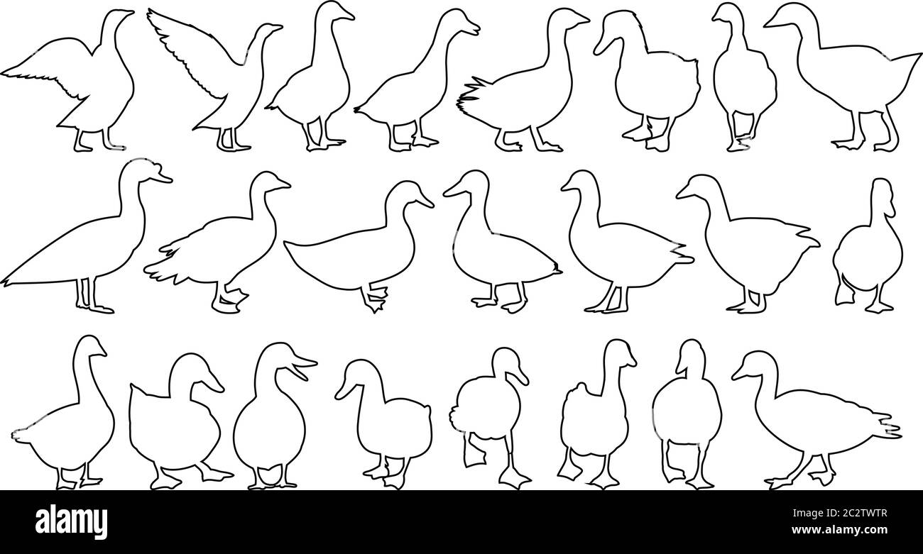 vector, isolated contour bird ducks, goose, set Stock Vector Image ...