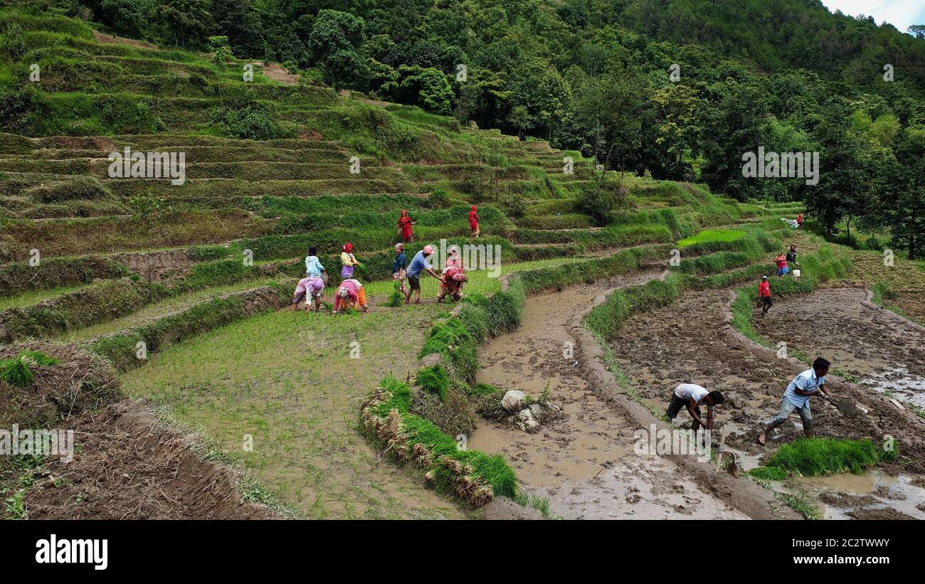 Kathmandu, Nepal. 18th June, 2020. Nepali people participate to plant ...