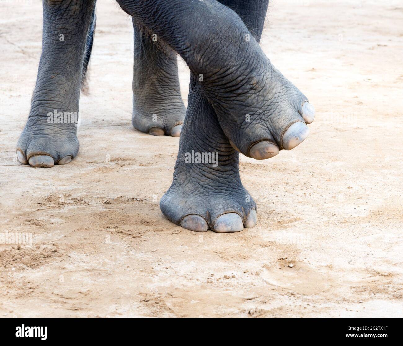 African elefant calf hi-res stock photography and images - Alamy