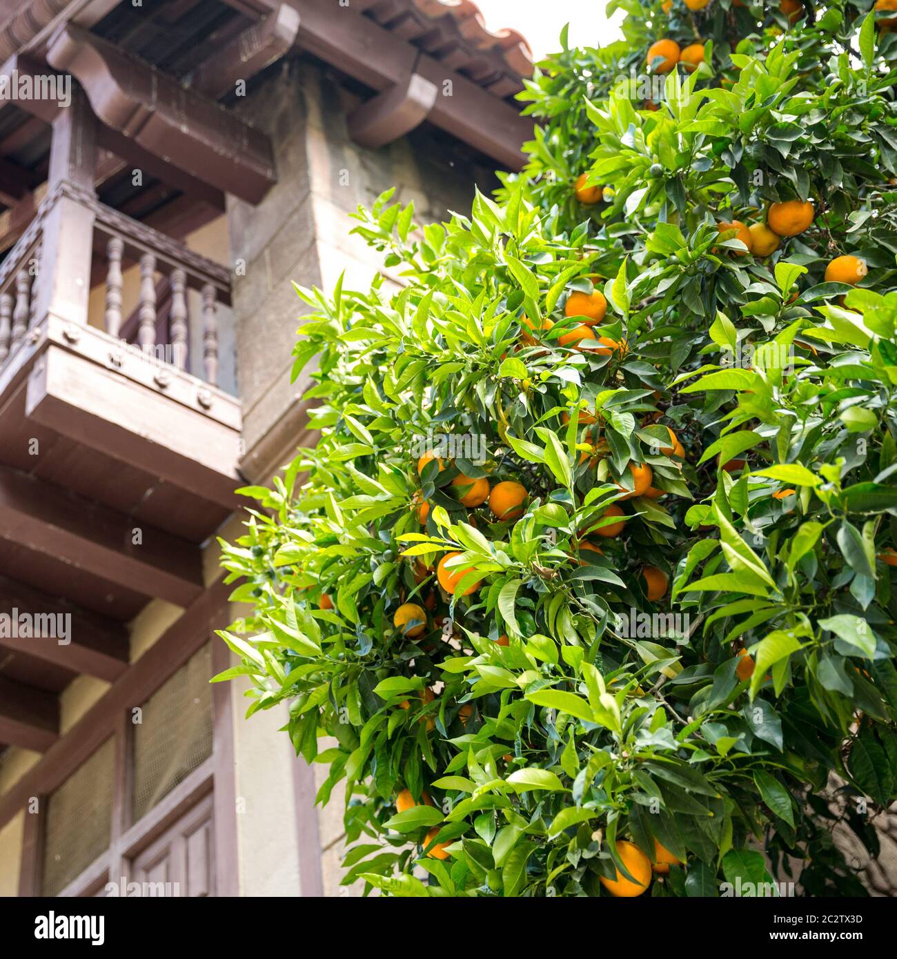 Tangerine tree on old spanish street Stock Photo - Alamy