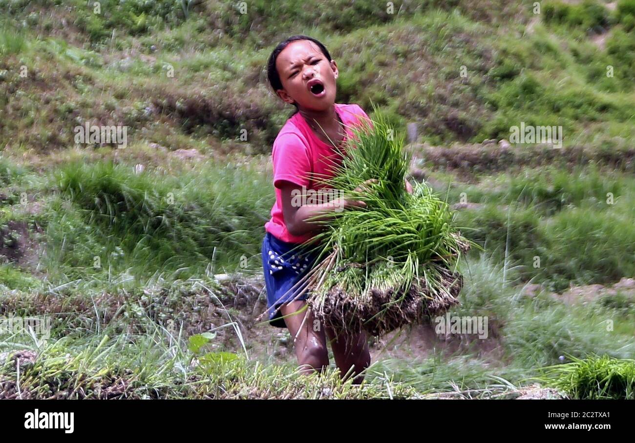 Kathmandu, Nepal. 18th June, 2020. A Nepali small girl throws rice ...