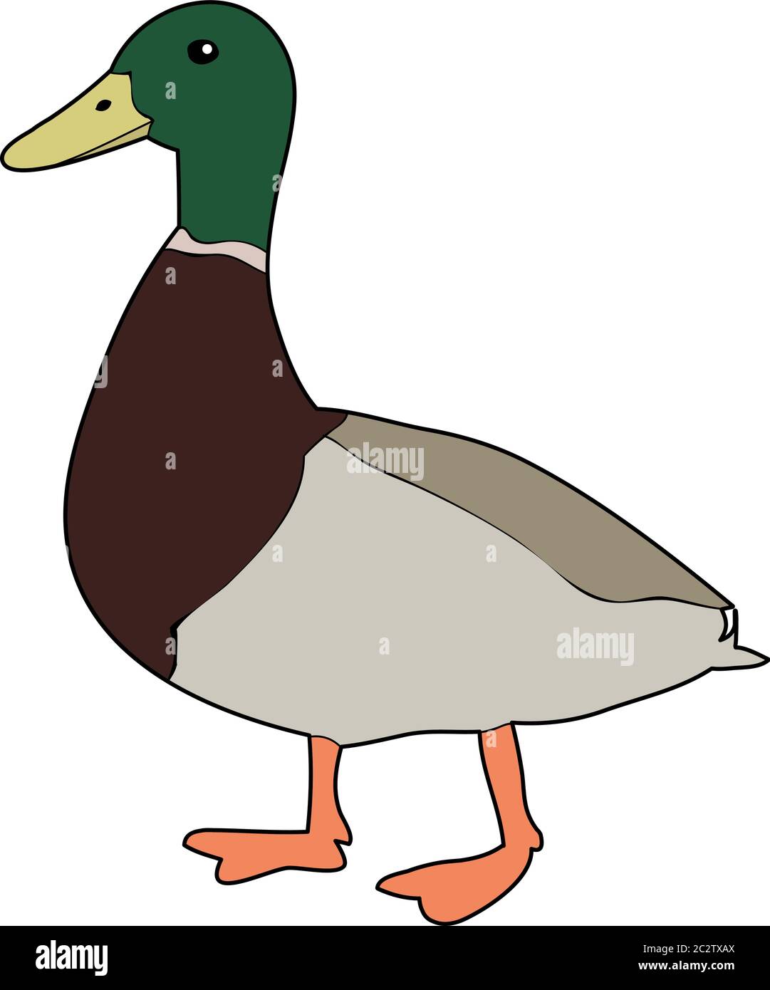 vector, isolated bird drake Stock Vector Image & Art - Alamy