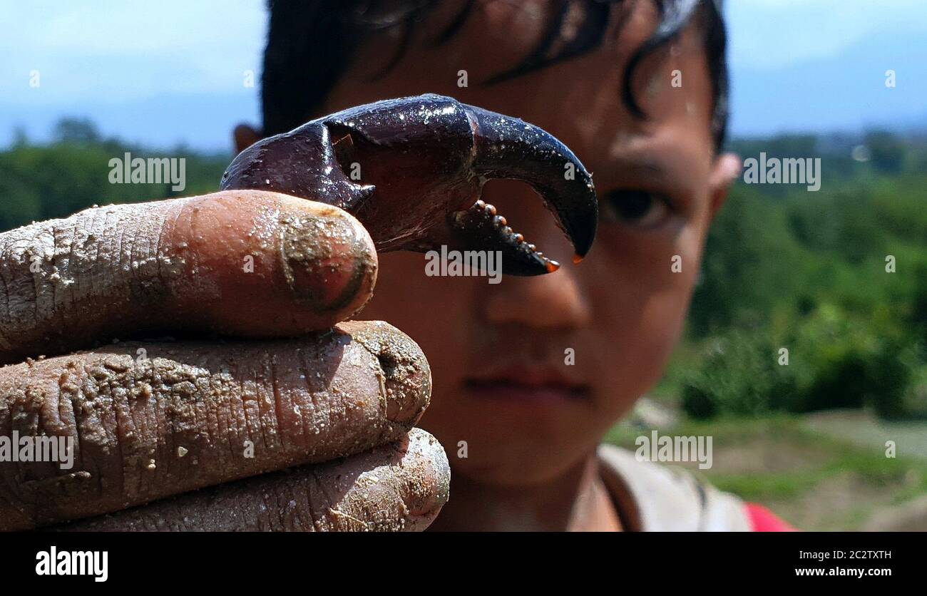 Crab rice field hi-res stock photography and images - Alamy