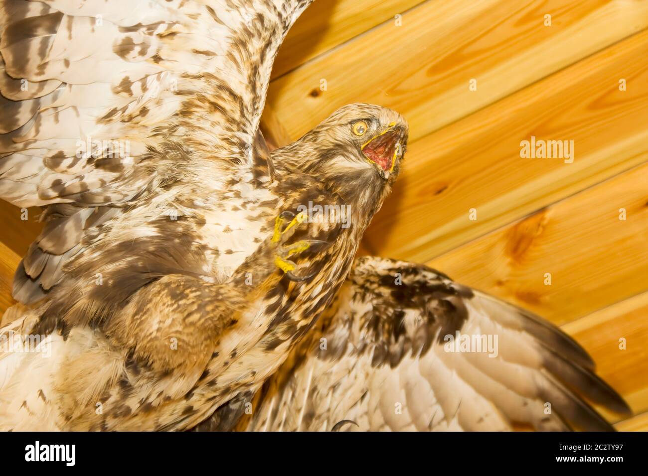 Stuffed hawk hi-res stock photography and images - Alamy