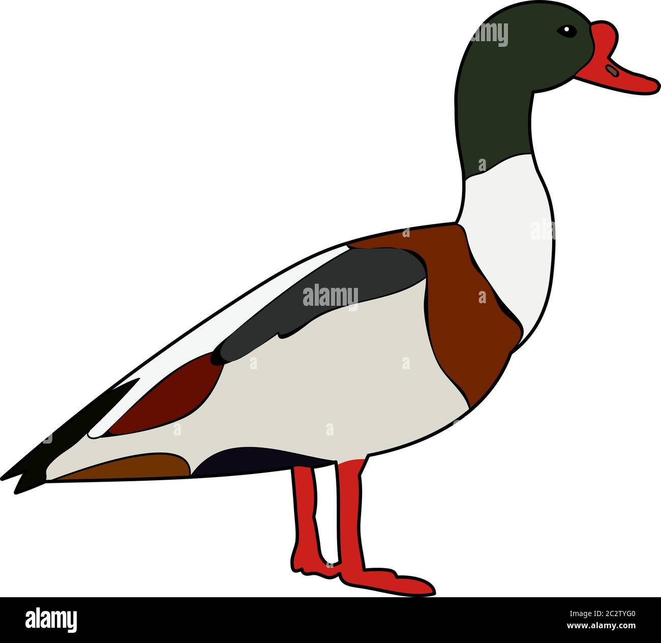 bird goose, duck on white background Stock Vector Image & Art - Alamy