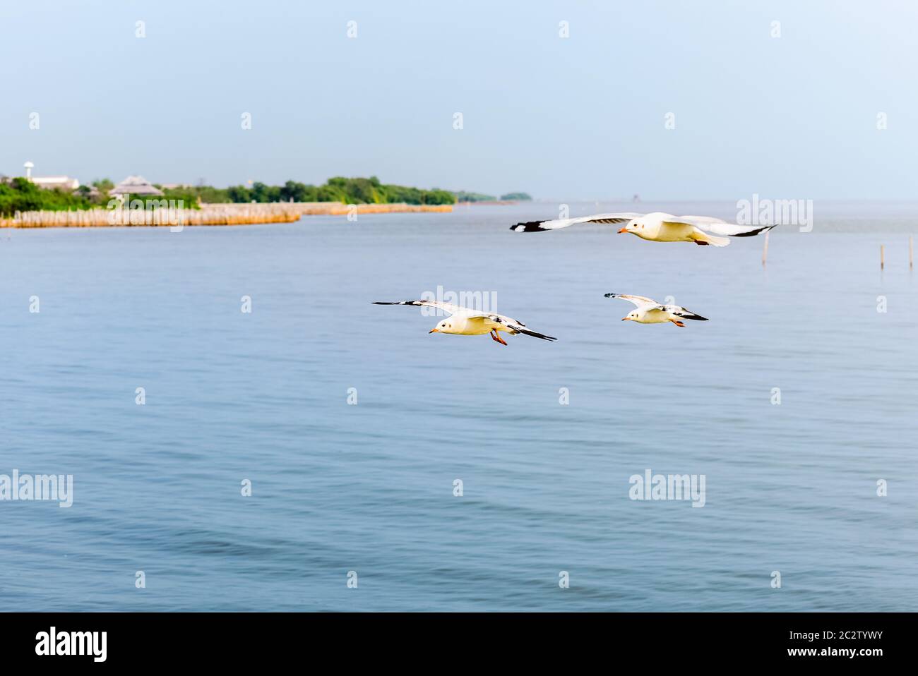 Seagull family hi-res stock photography and images - Alamy