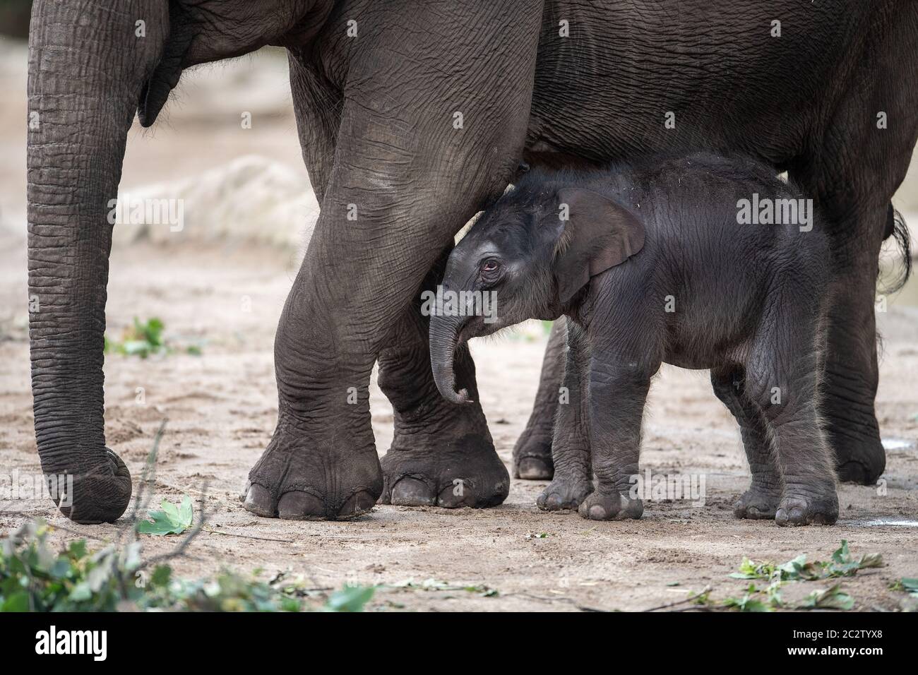 Cologne, Germany. 18th June, 2020. A still nameless elephant cow walks ...