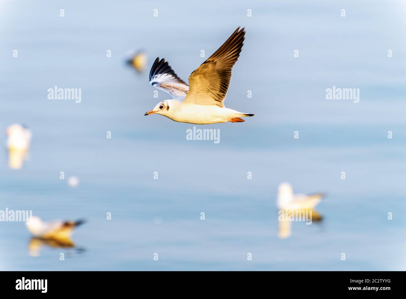 Animal in beautiful nature landscape for background, Closeup side view ...