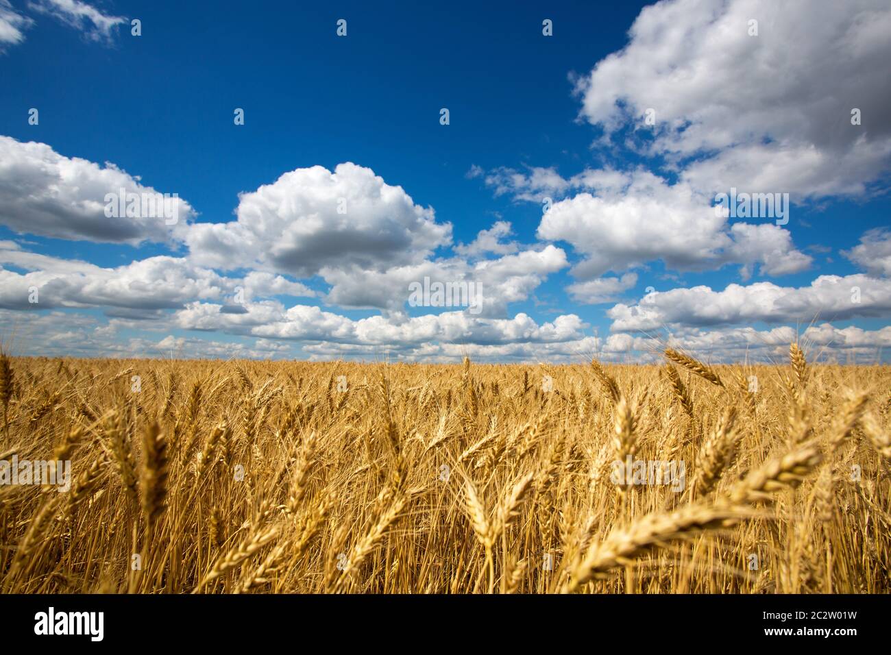 Gold field of wheat against blue sky Stock Photo - Alamy
