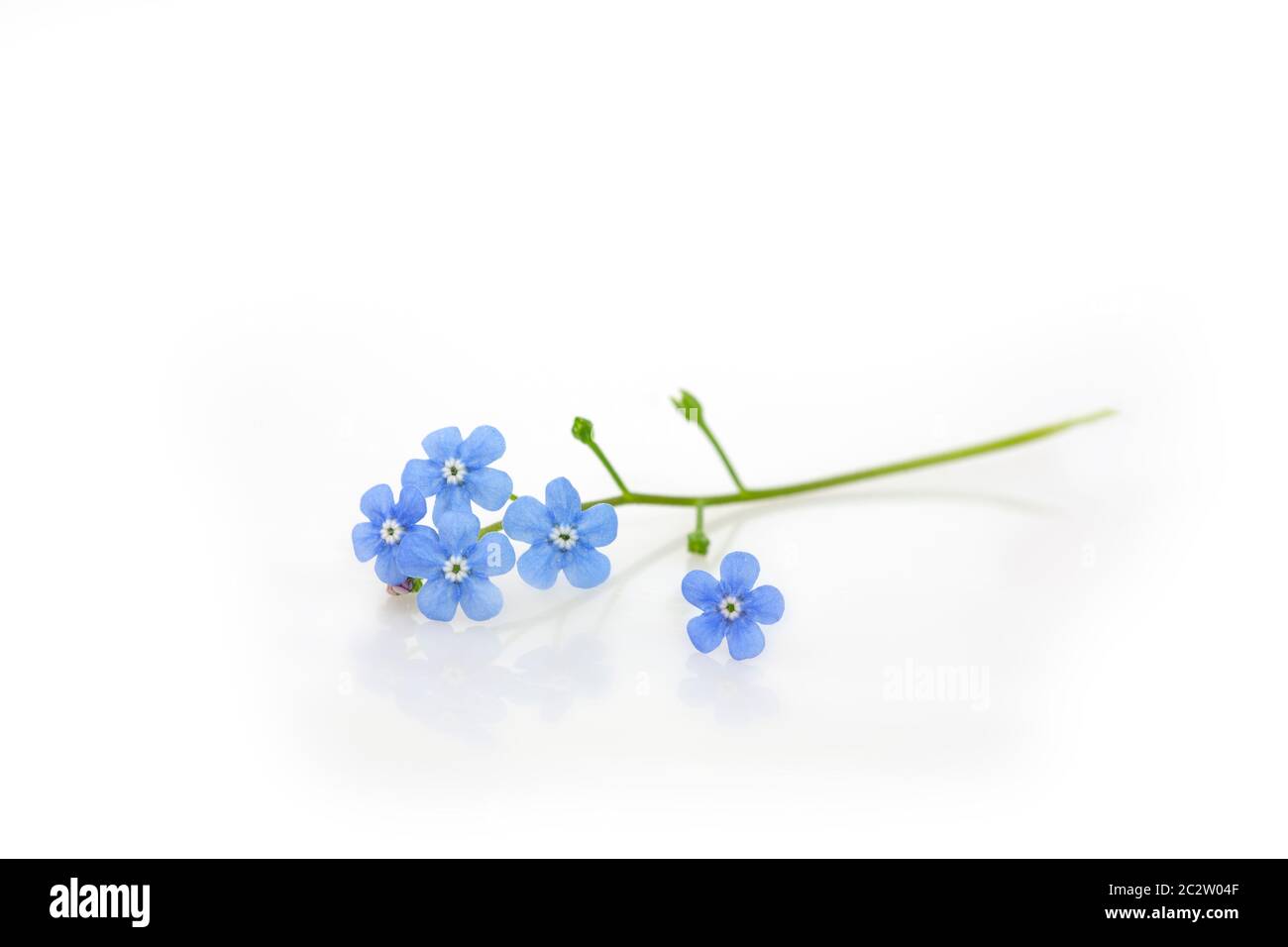 Forget me not flowers on white background Stock Photo - Alamy