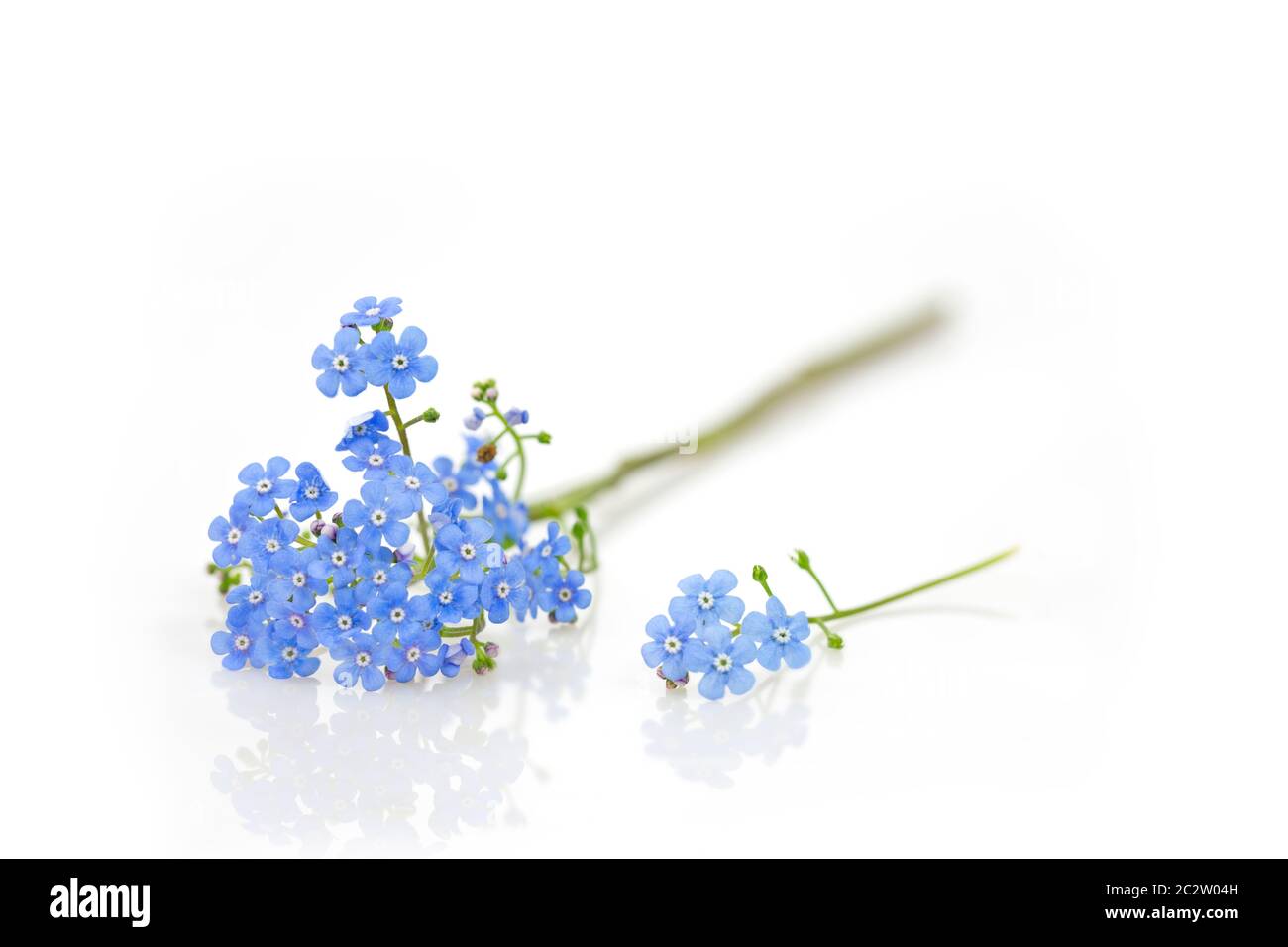 Forget me not flowers on white background Stock Photo - Alamy