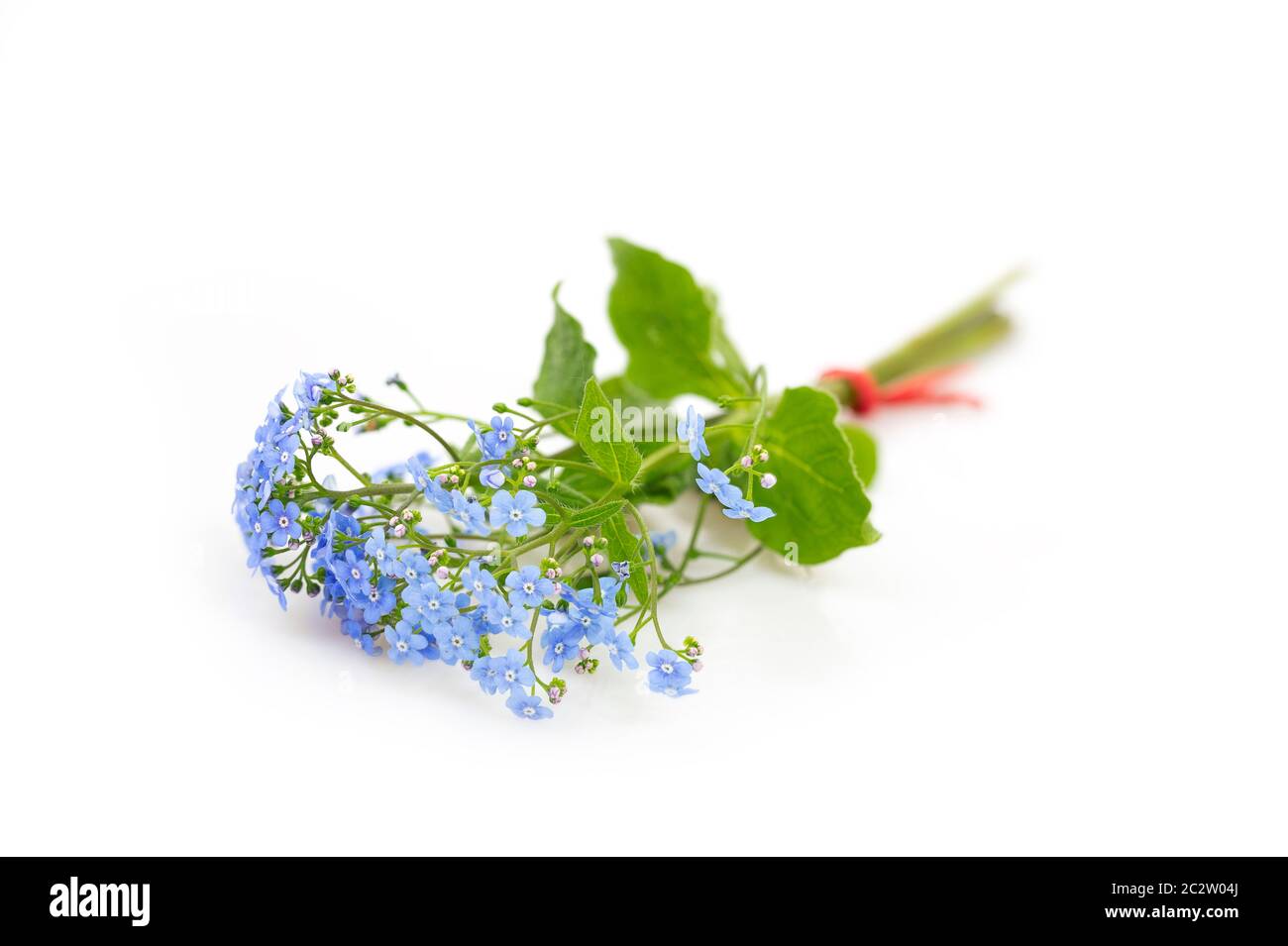 Bouquet of Forget me not flowers on white background Stock Photo - Alamy