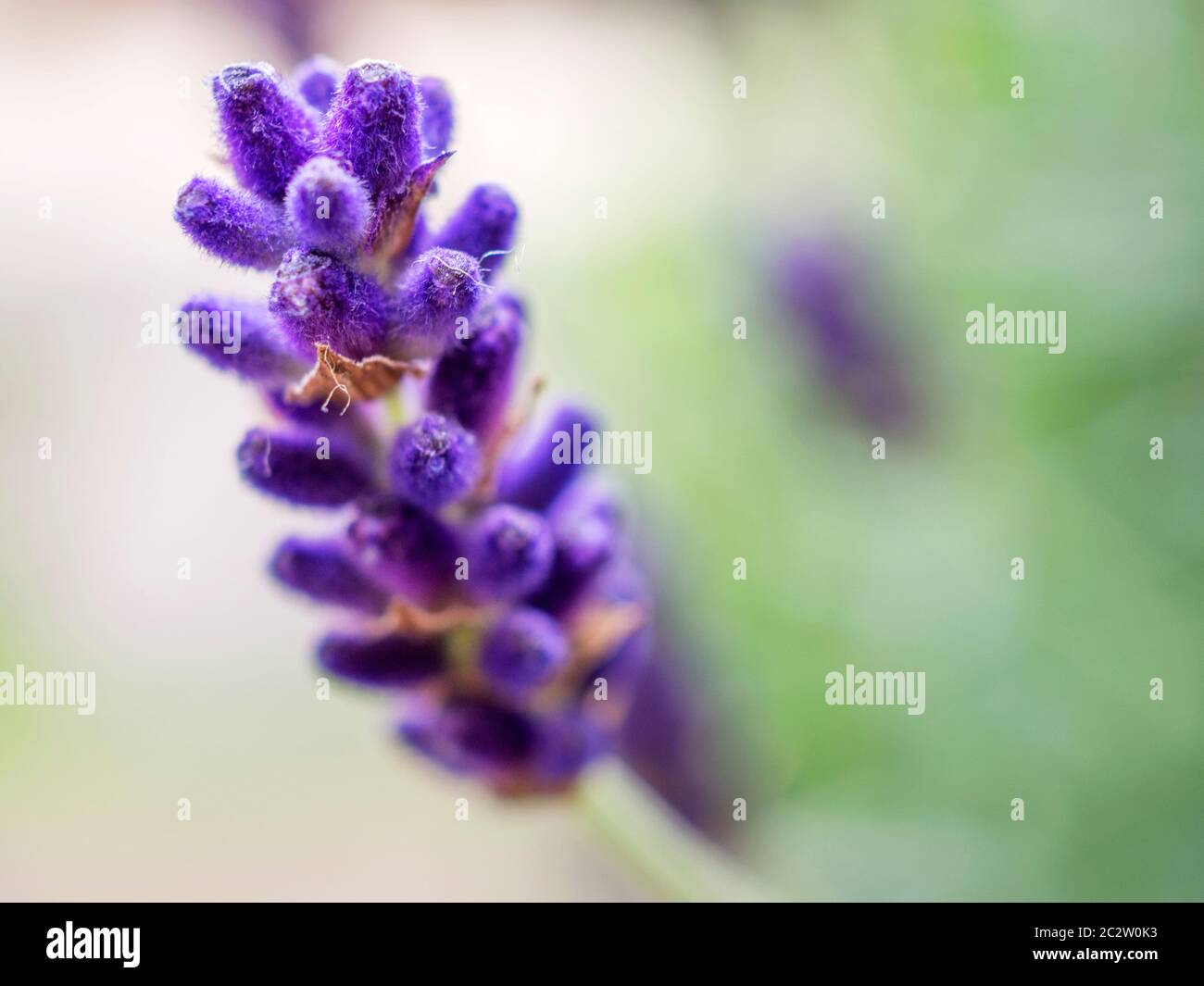 Single lavender flower hi-res stock photography and images - Alamy