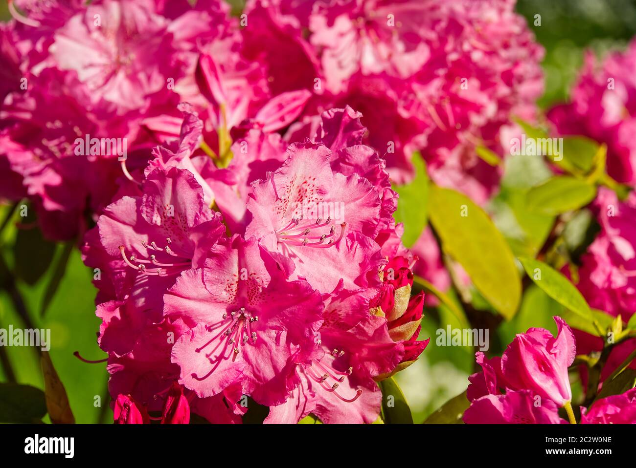 Shrubs Pink Rhododendron Shrub High Resolution Stock Photography and ...