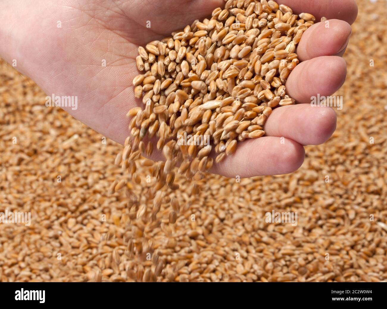 Ripe wheat seeds falling from farmer hand Stock Photo - Alamy