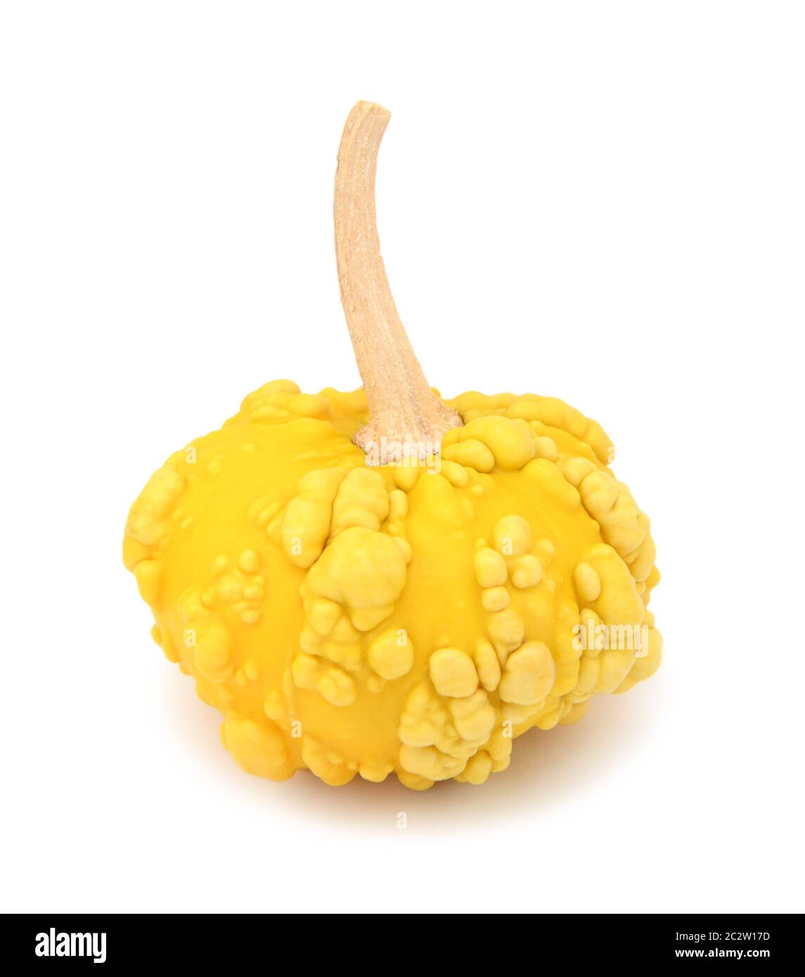Yellow, disc-shaped ornamental gourd with warty skin for Thanksgiving ...