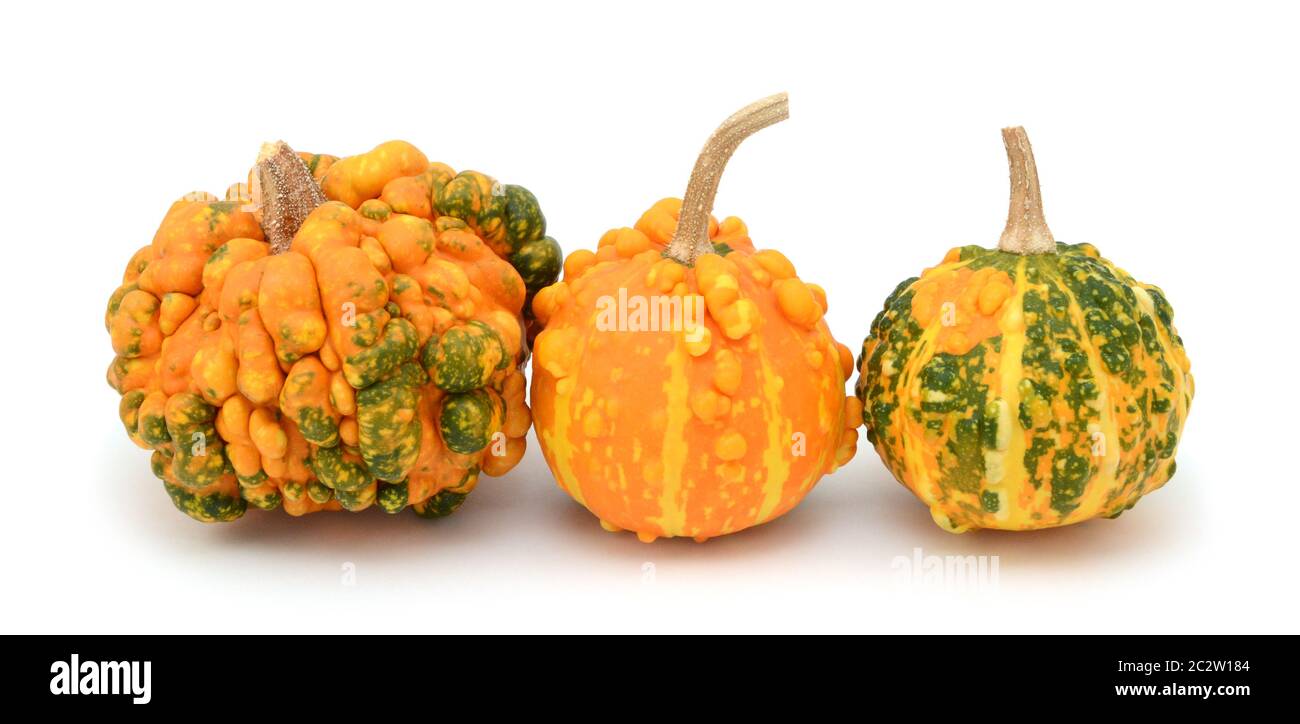 Unusual warted decorative gourds with multi-coloured green and orange ...