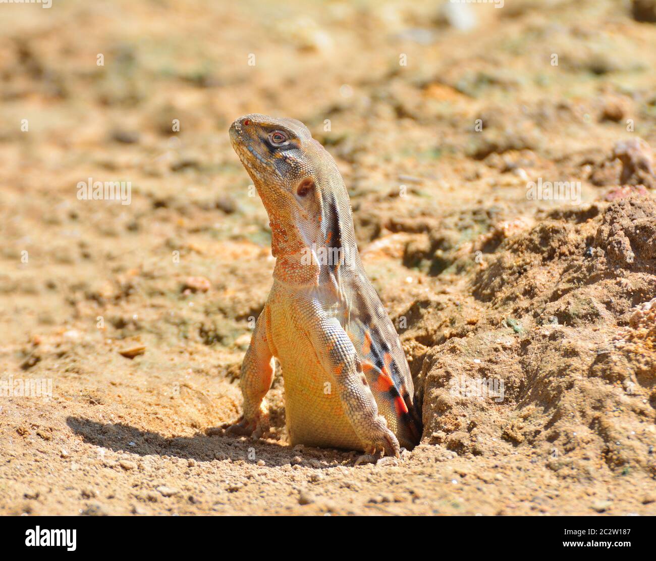 Butterfly lizards or Small-scaled lizards Rising from the hole Stock ...