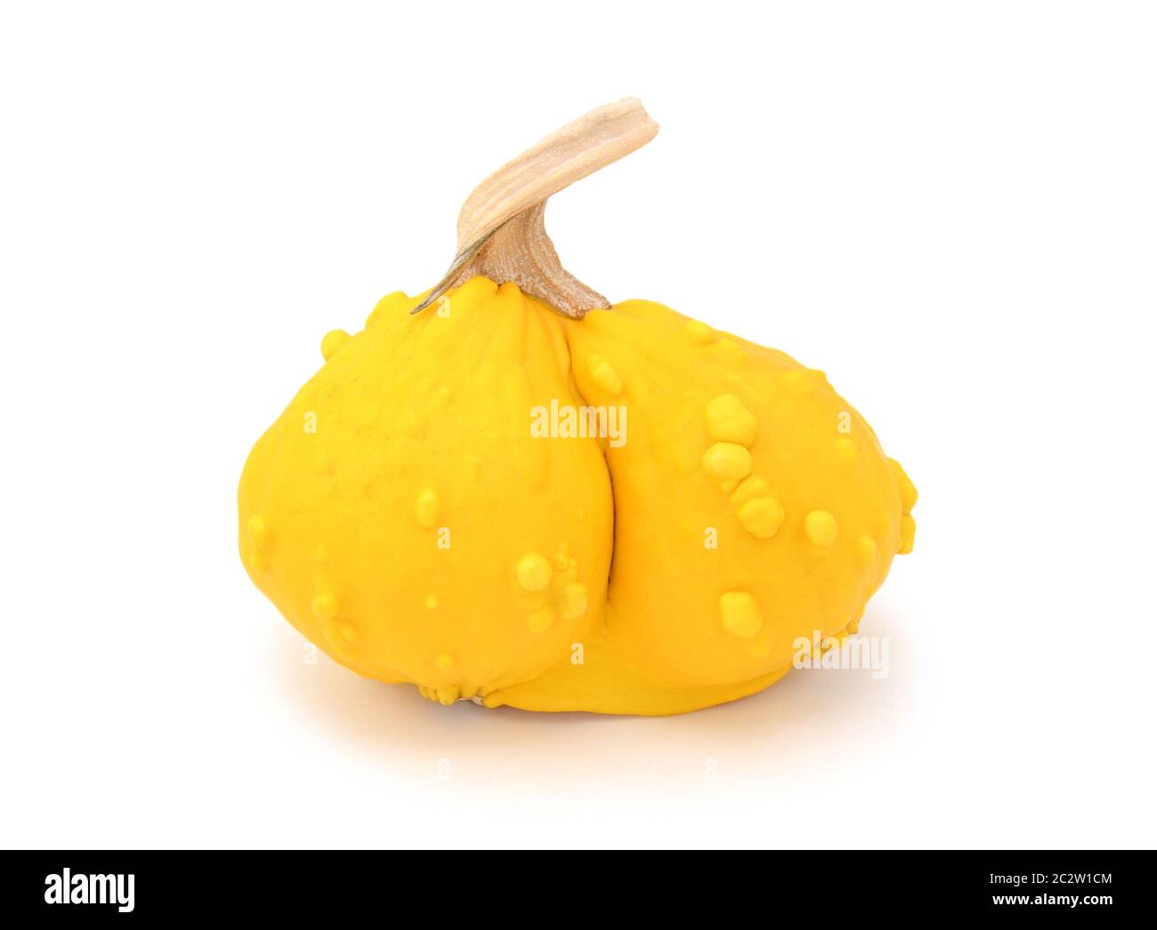 Yellow warted gourd with two conjoined halves - unusual natural anomaly ...