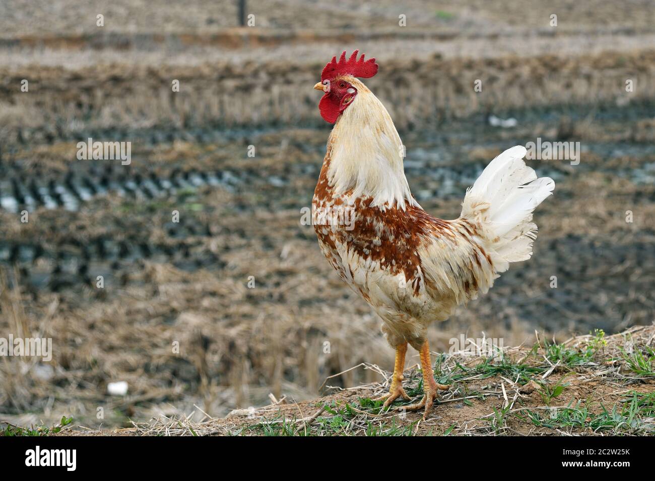 Bird rooster looking for food in traditional rural barnyard. Rooster ...