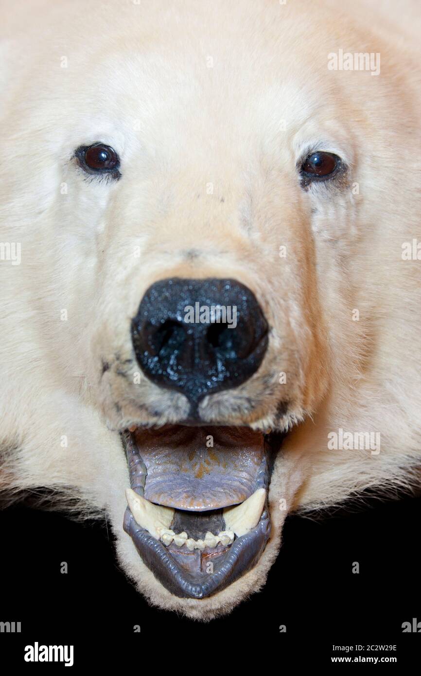 Angry polar bear hi-res stock photography and images - Alamy