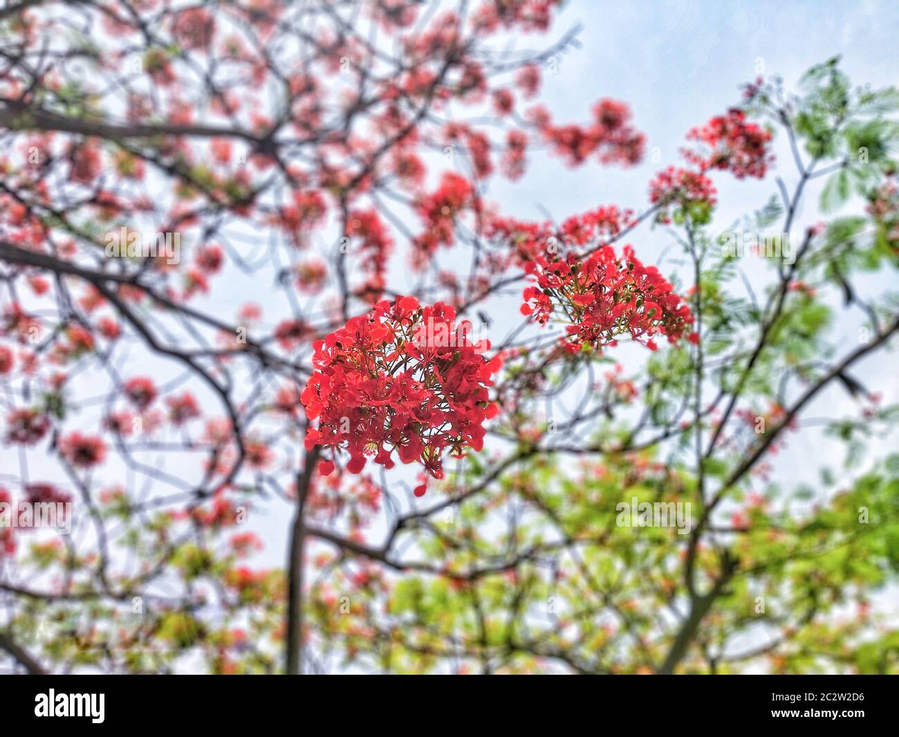 Red colored flowers from a branch of a tree in a sunny weather . red ...