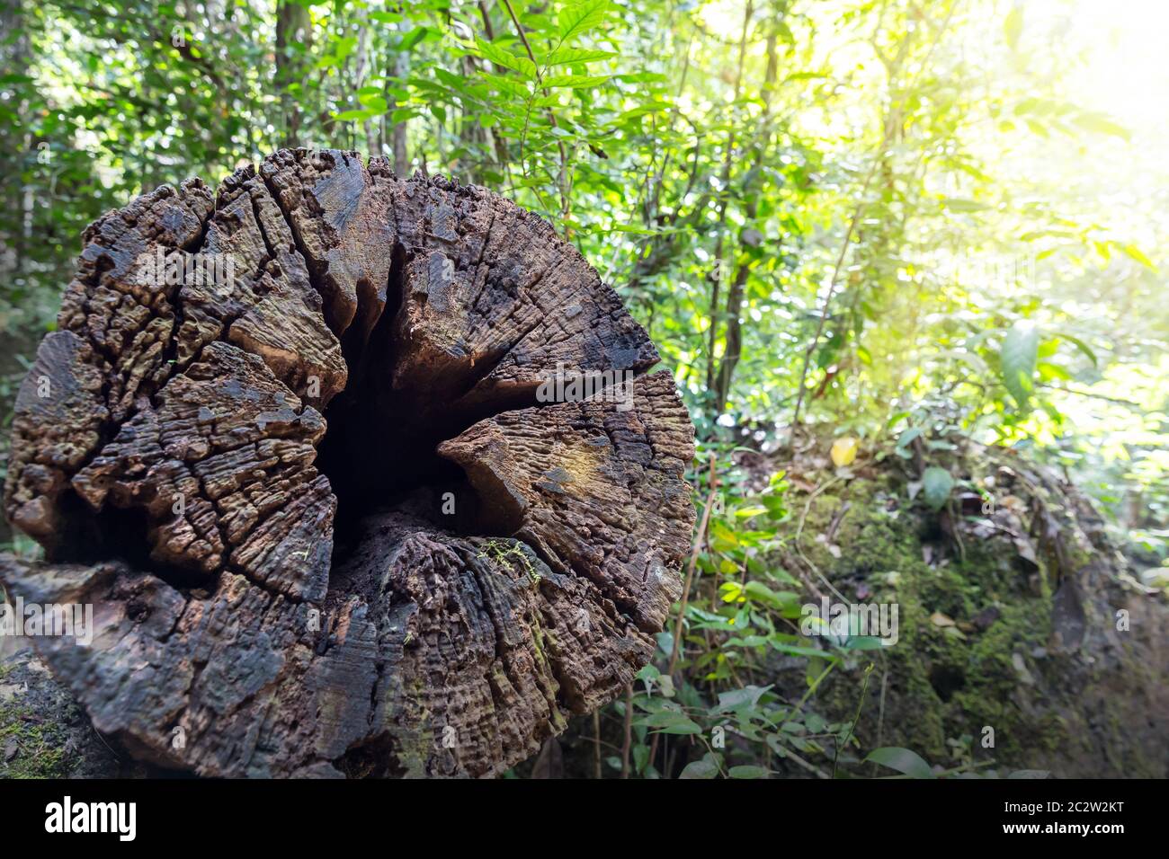 End of rotten log in tropical forest Stock Photo - Alamy