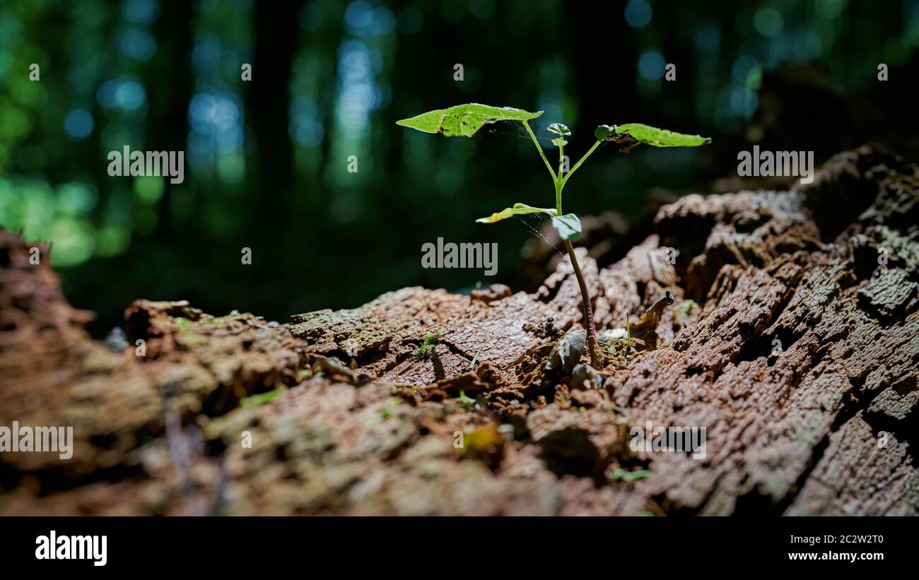 Young maple on a dead tree trunk in the Thuringian Forest in Germany ...