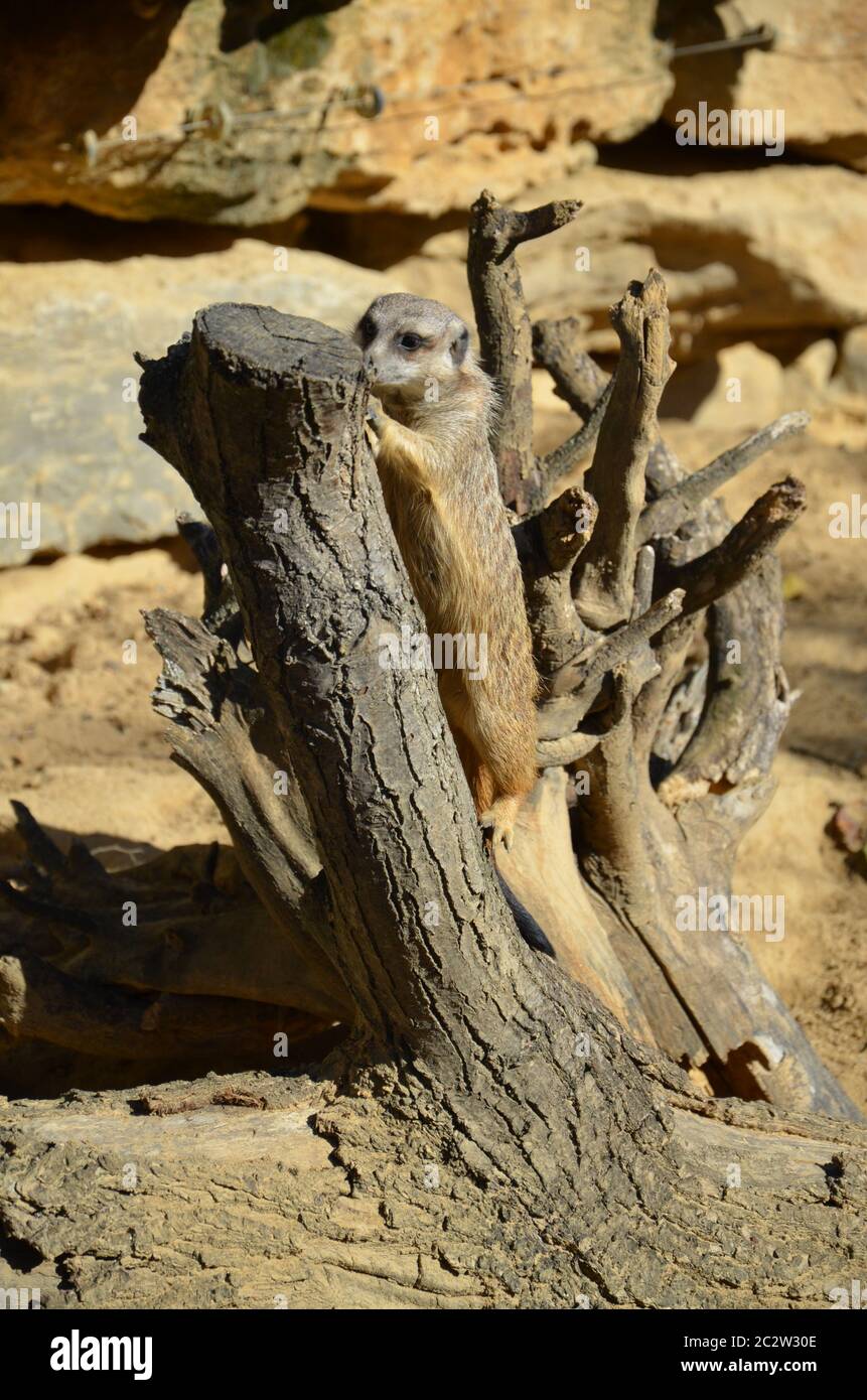 Meerkat (Surikate), zoo of Frankfurt Stock Photo - Alamy