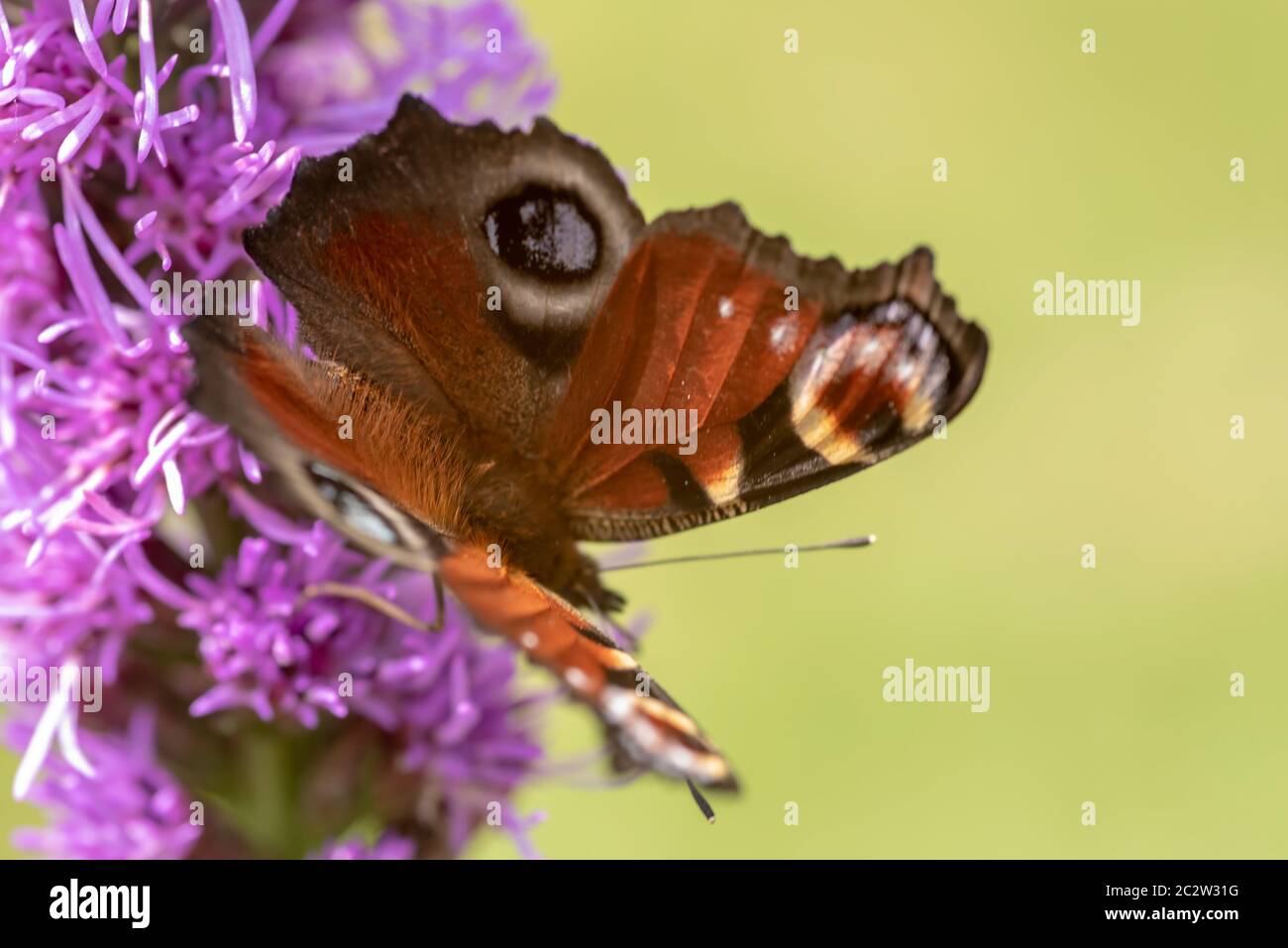 Eye butterfly hi-res stock photography and images - Alamy