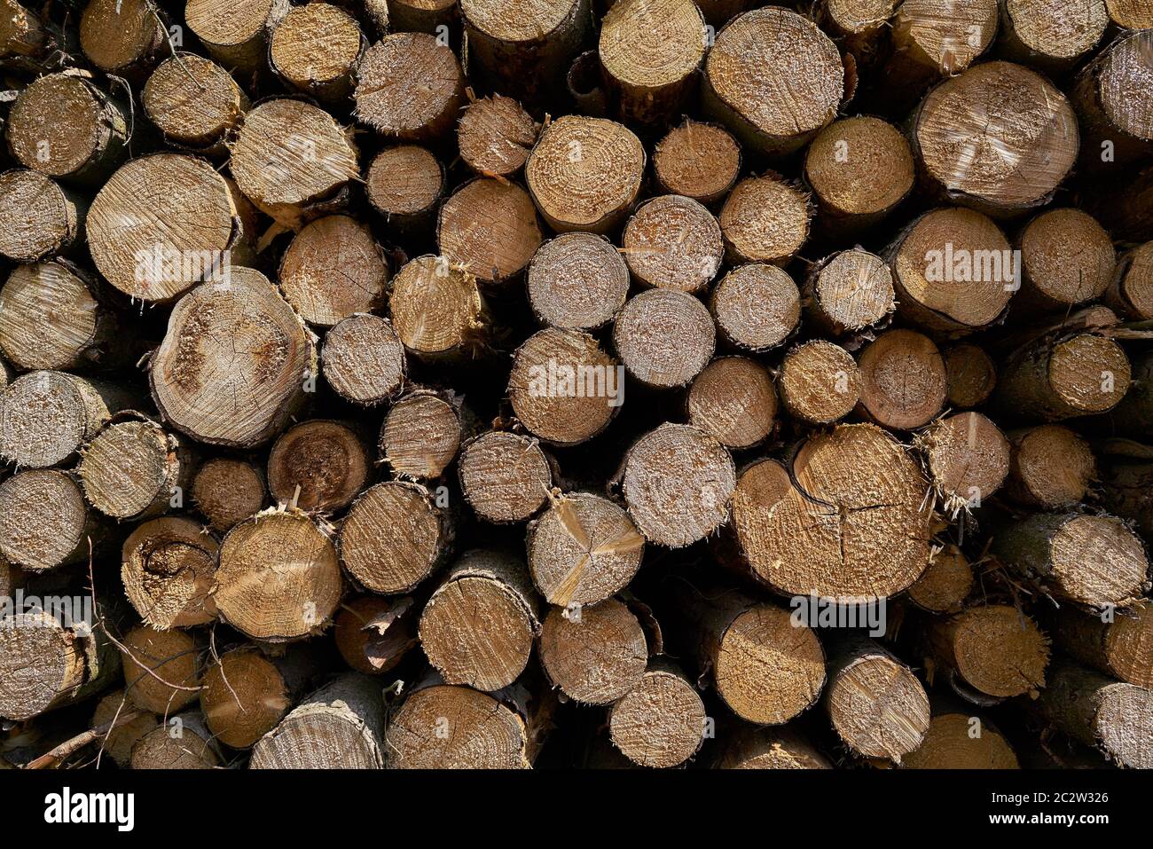 sawed tree trunks in a forest in Germany Stock Photo - Alamy
