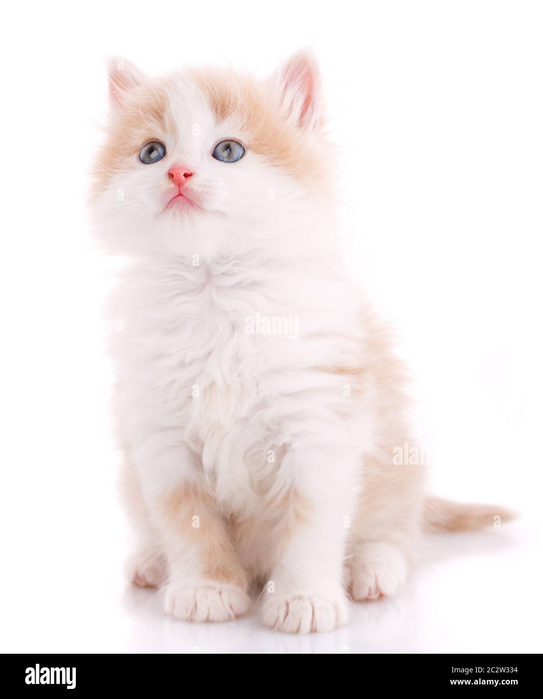 Happy cat on a white background. Cat without breed. Photo for ...