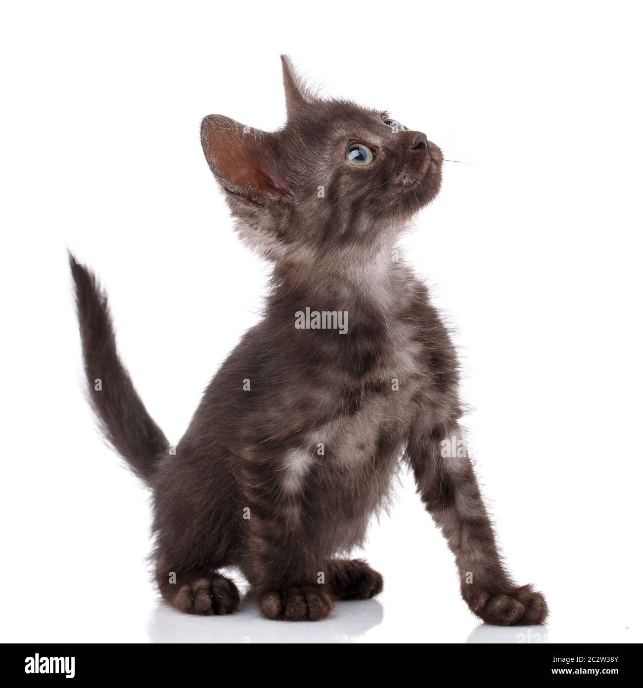 A simple black cat without a breed isolated on a white background Stock ...