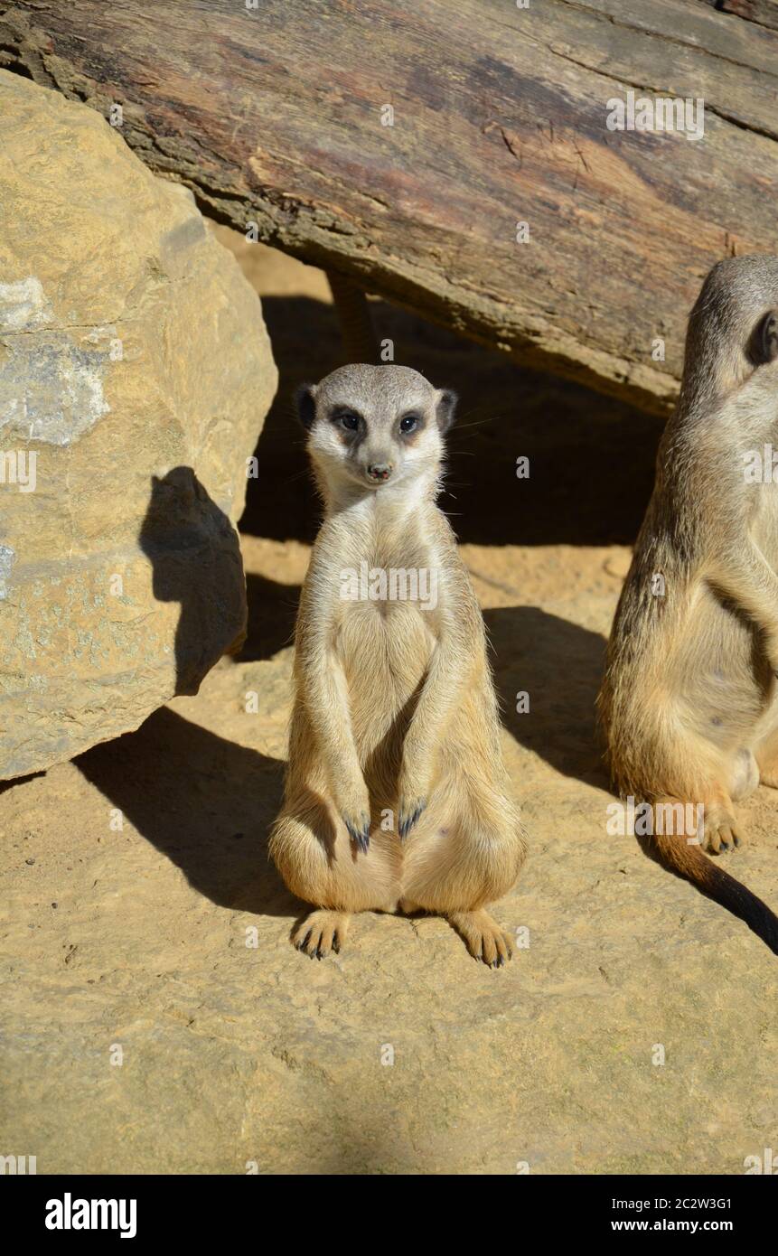 Meerkat (Surikate), zoo of Frankfurt Stock Photo - Alamy