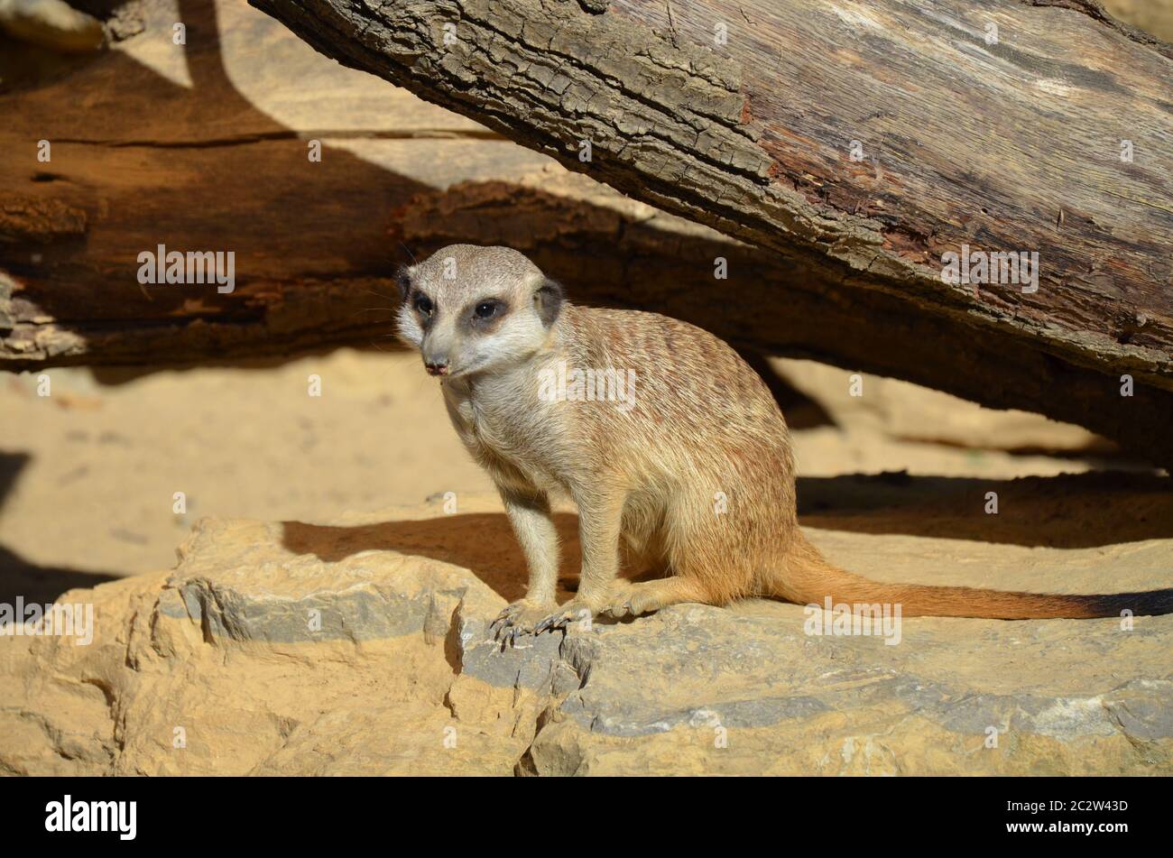Meerkat (Surikate), zoo of Frankfurt Stock Photo - Alamy