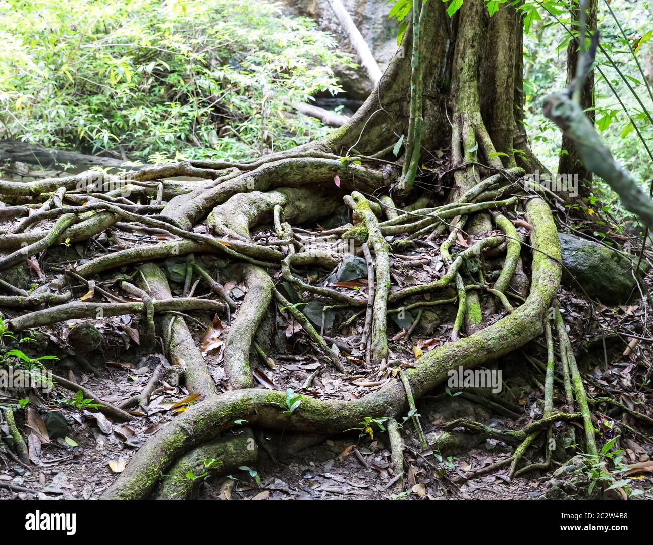 Tropical tree roots in the wild Stock Photo - Alamy