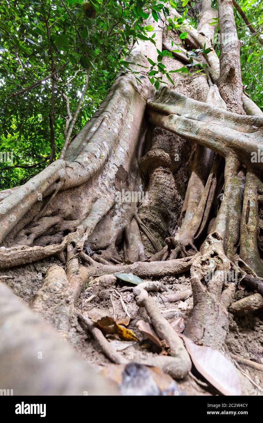 Tropical tree roots vertical image Stock Photo - Alamy