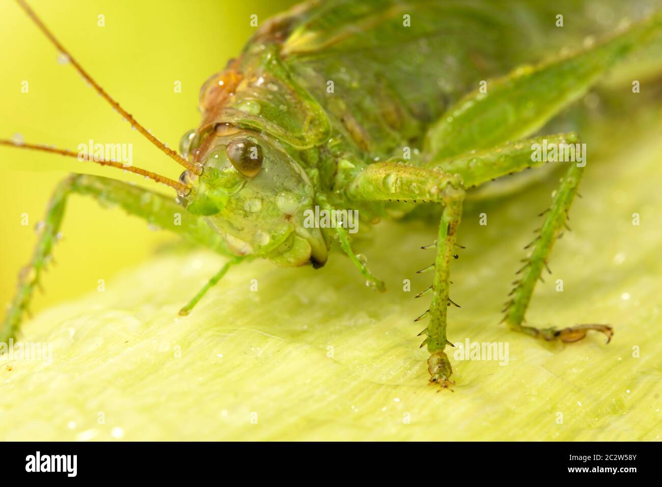 Big locust hi-res stock photography and images - Alamy