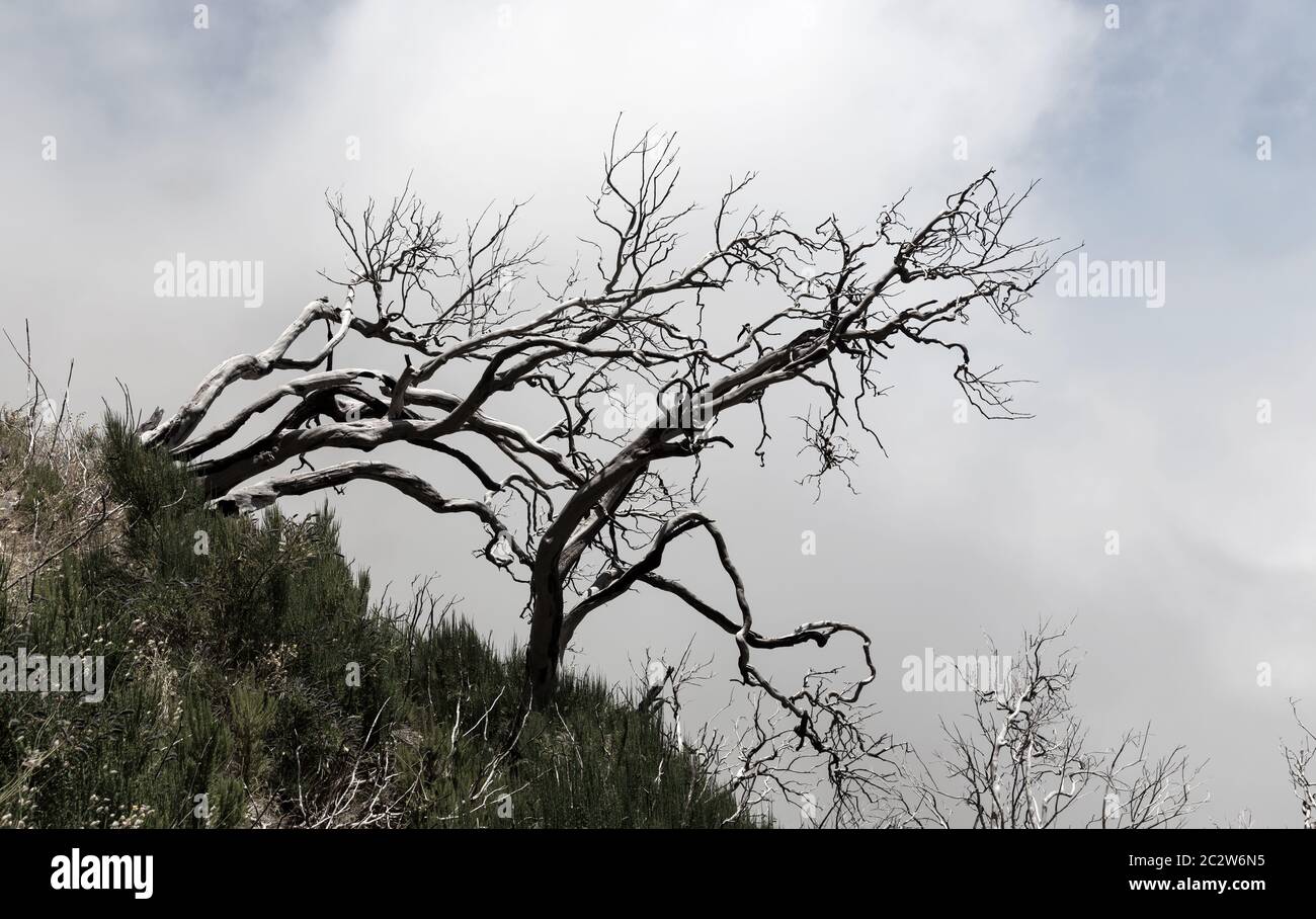 Obscure mountains with dead trees, Madeira Stock Photo - Alamy