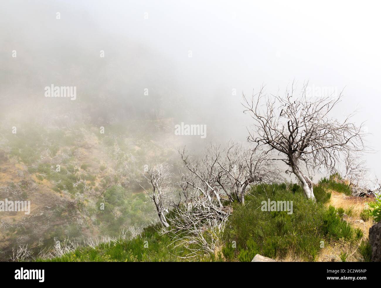 Close up terrible dead hi-res stock photography and images - Alamy