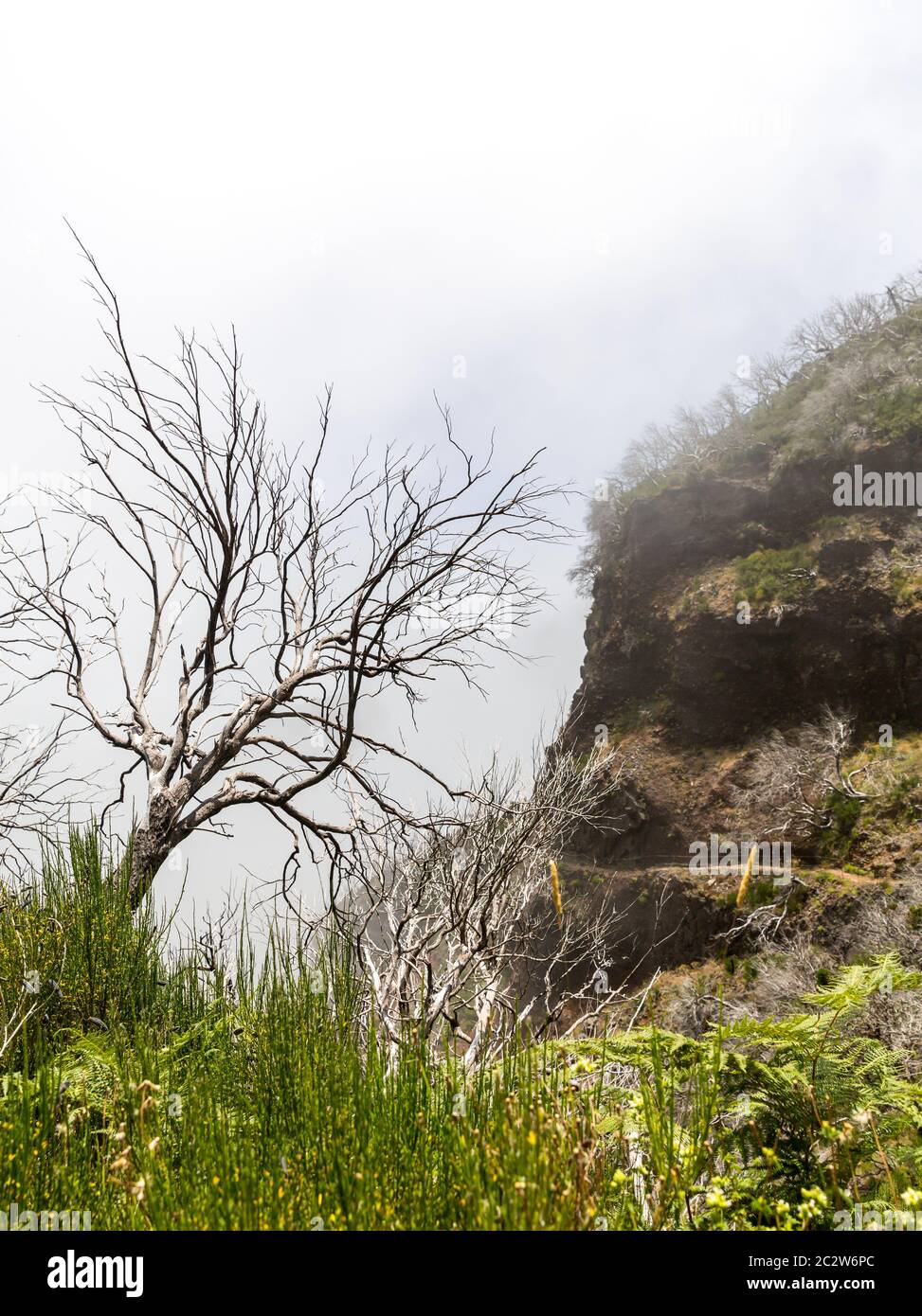 Close up terrible dead trees in fog Stock Photo - Alamy