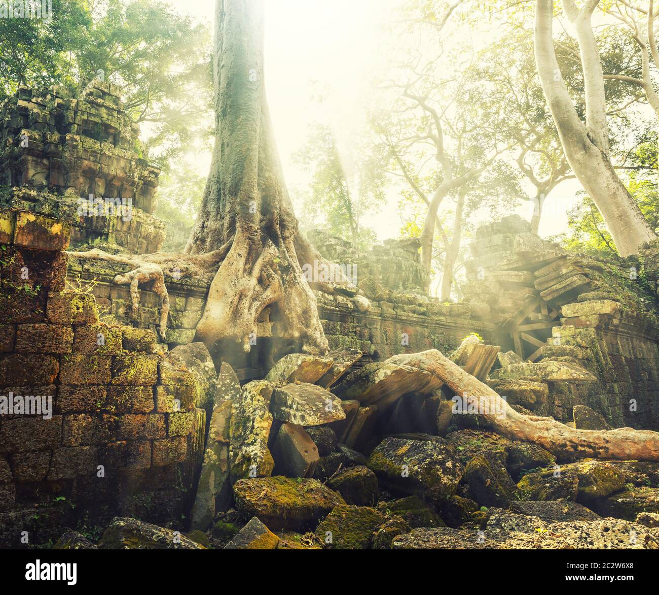 Tropical tree roots in remains of ancient temple Stock Photo - Alamy
