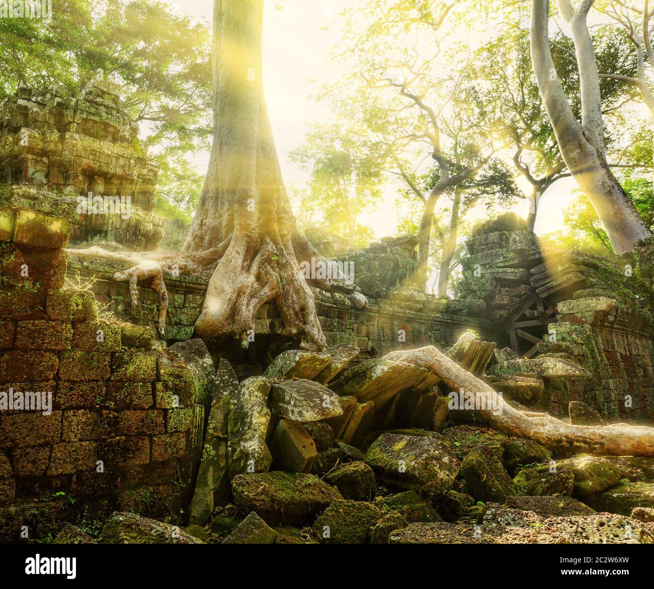 Big tree roots in remains of ancient temple Stock Photo - Alamy