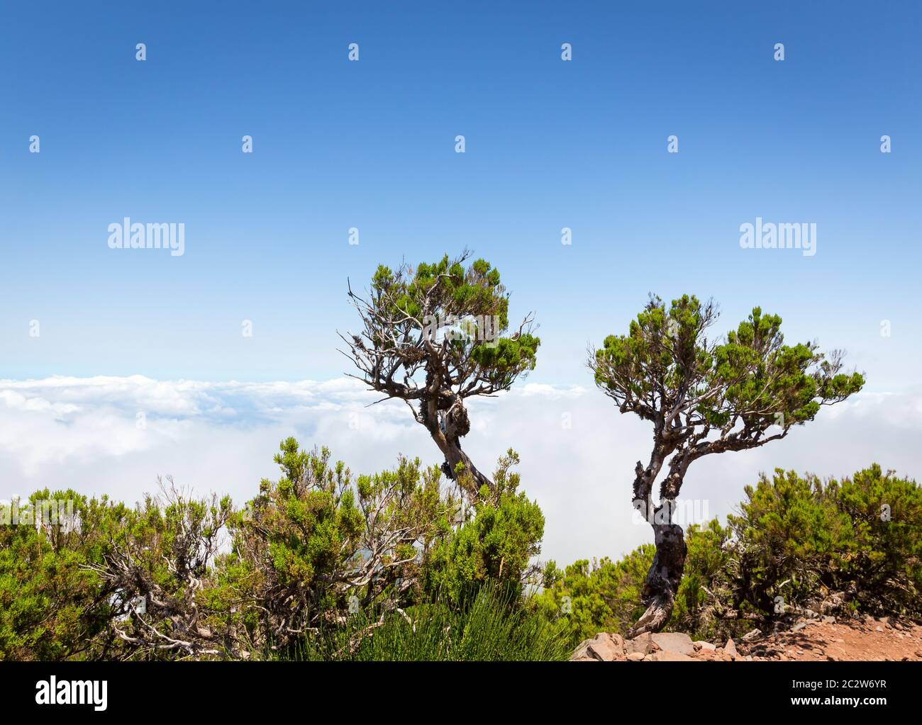 Green trees in mountains above the clouds, Portugal, Madeira Stock ...