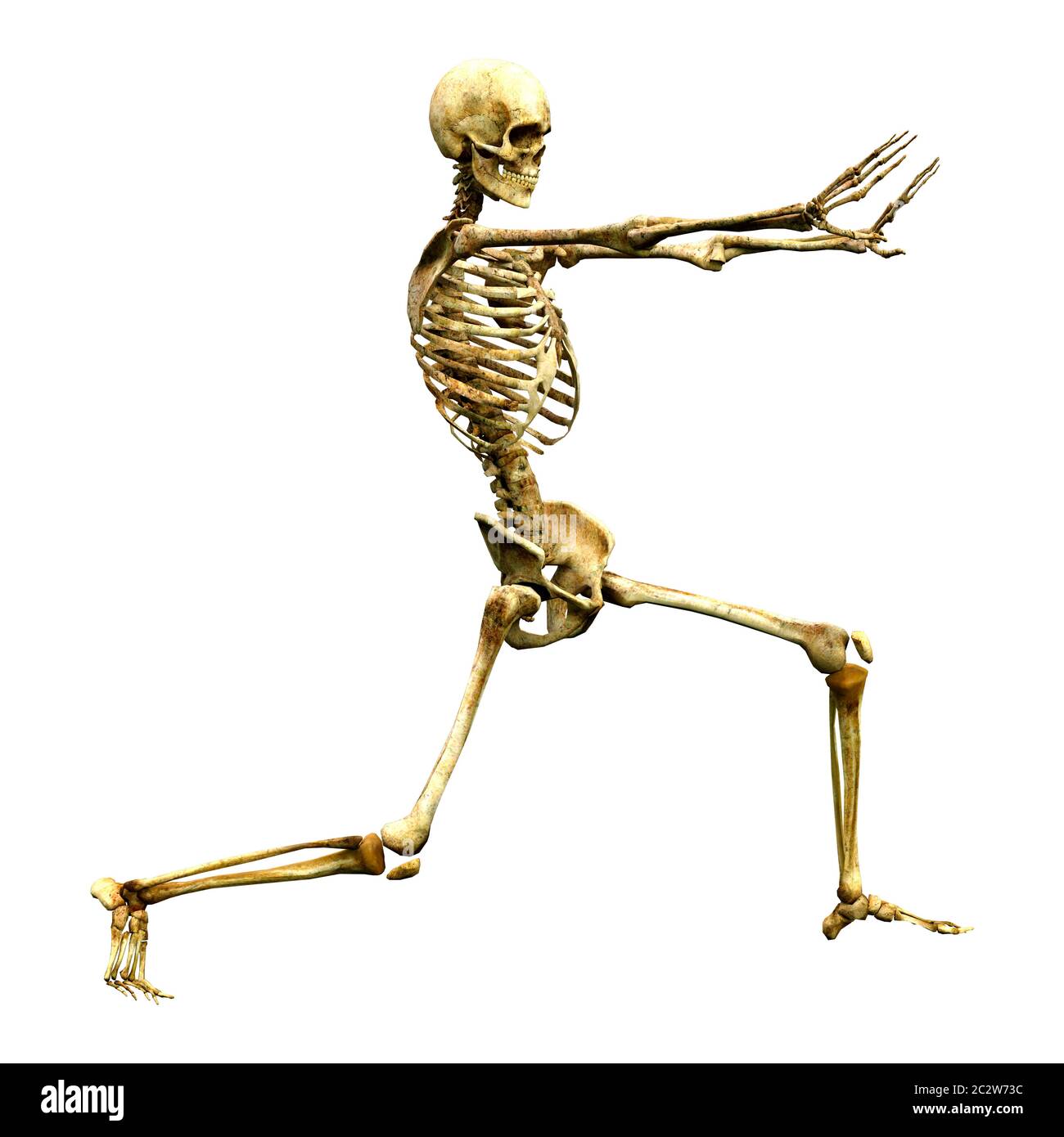 3D rendering of a human skeleton isolated on white background Stock ...