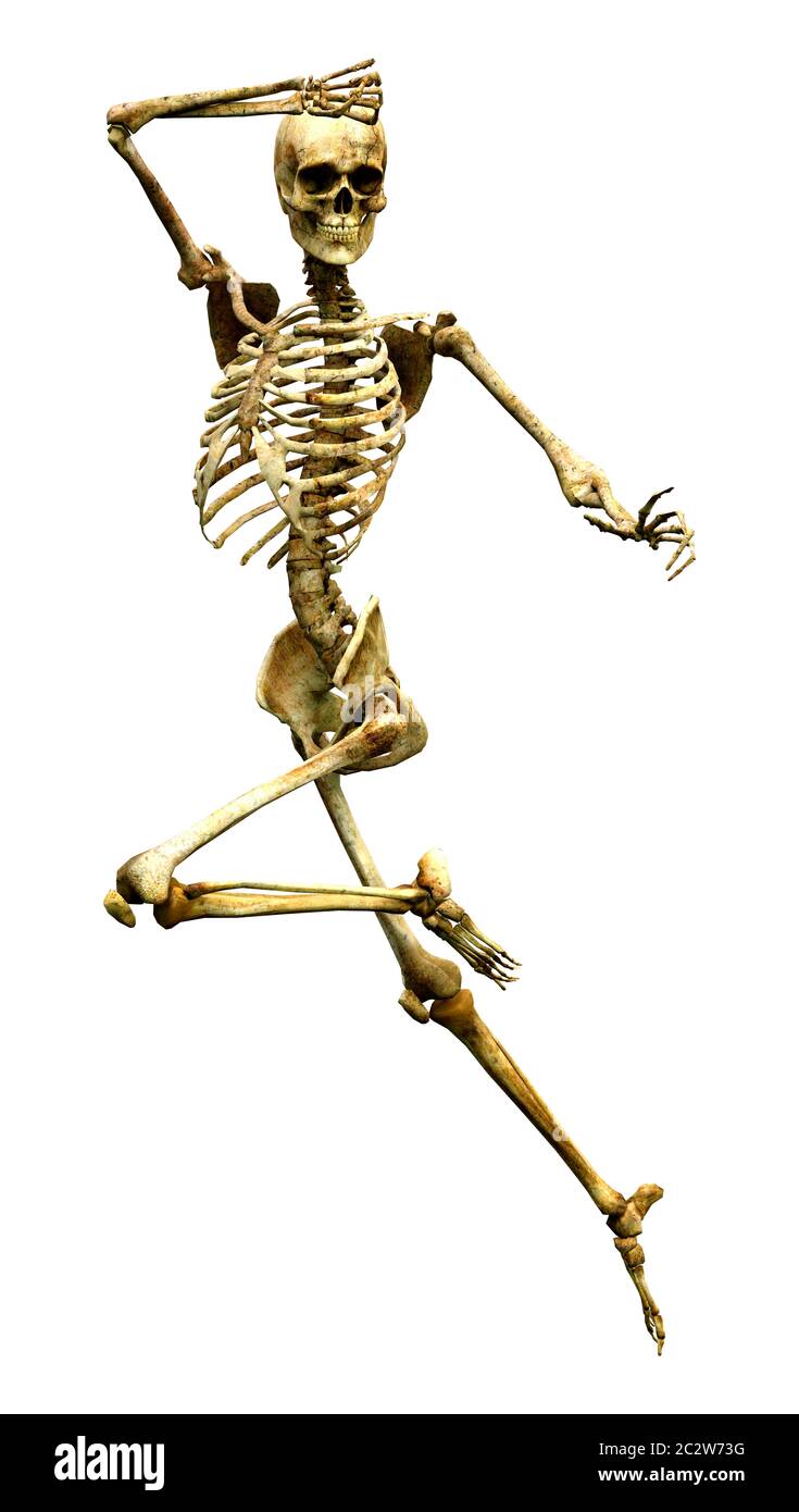 3D rendering of a human skeleton isolated on white background Stock ...